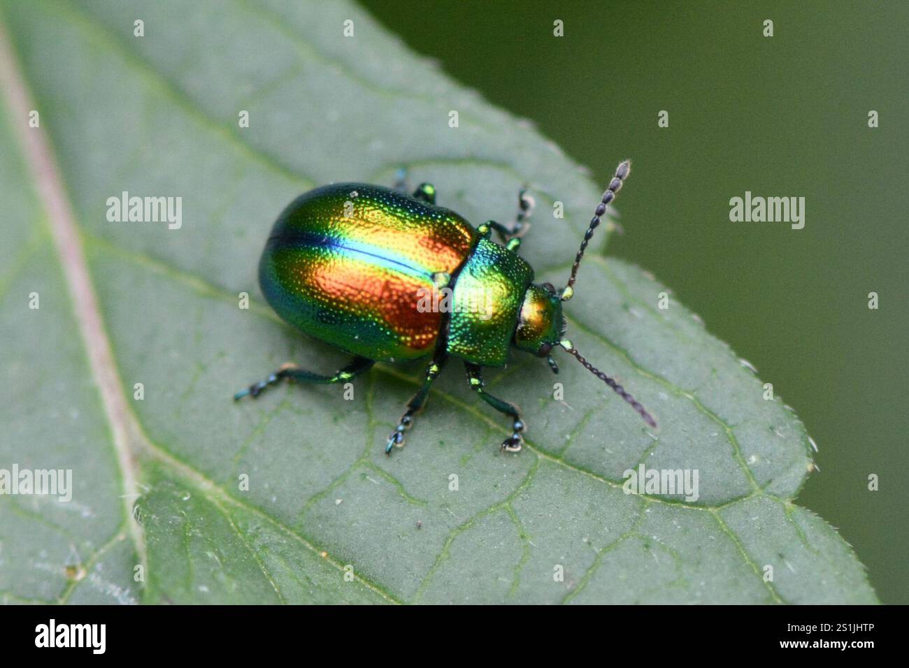 Dead-nettle Leaf Beetle (Fasta fastuosa Stock Photo - Alamy