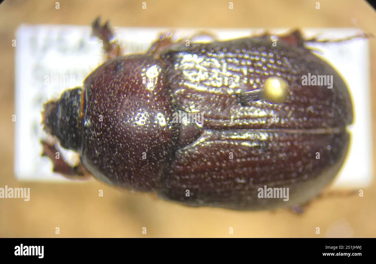Carrot Beetle (Ligyrus gibbosus Stock Photo - Alamy