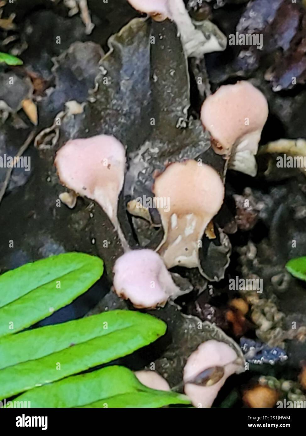 many-fruited pelt lichen (Peltigera polydactylon Stock Photo - Alamy