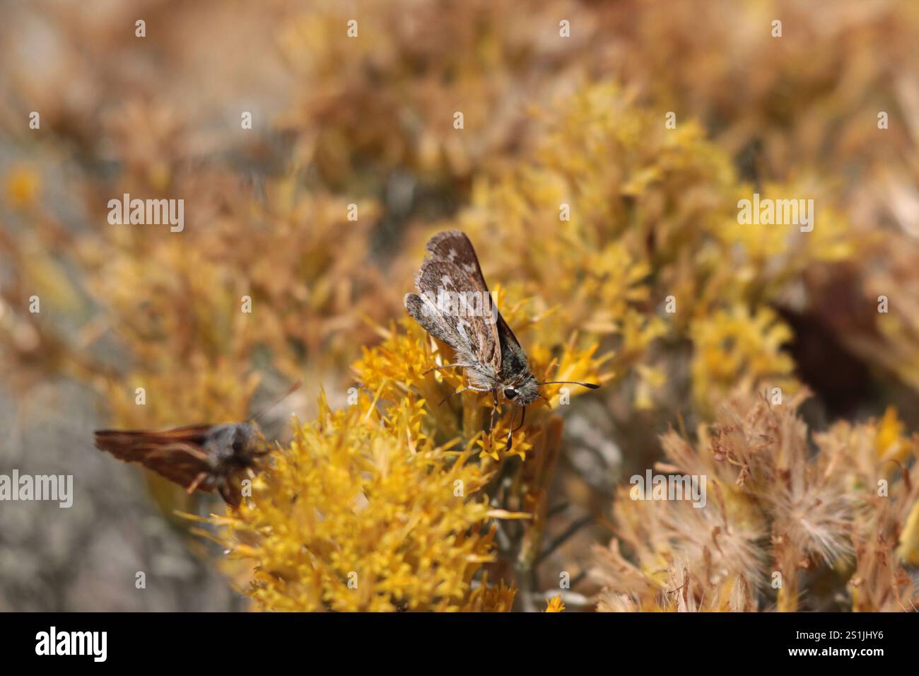 Western Branded Skipper (Hesperia colorado Stock Photo - Alamy