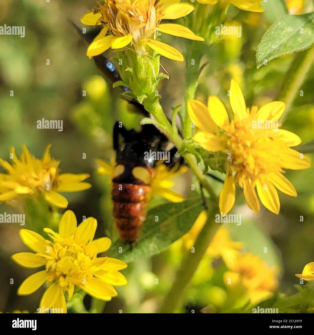 Blue-winged Scoliid Wasp (Scolia dubia Stock Photo - Alamy