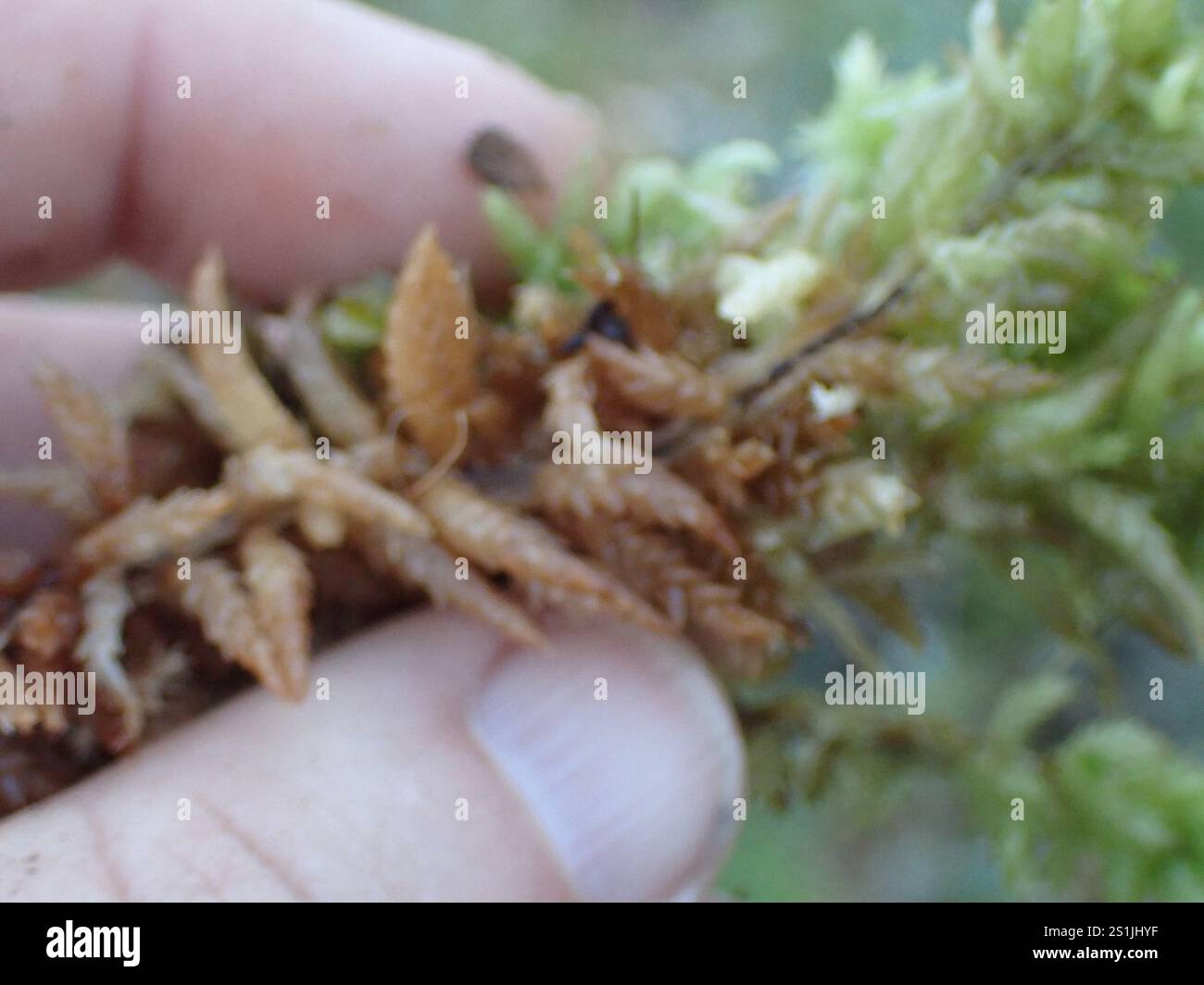 Papillose Peatmoss (Sphagnum papillosum Stock Photo - Alamy