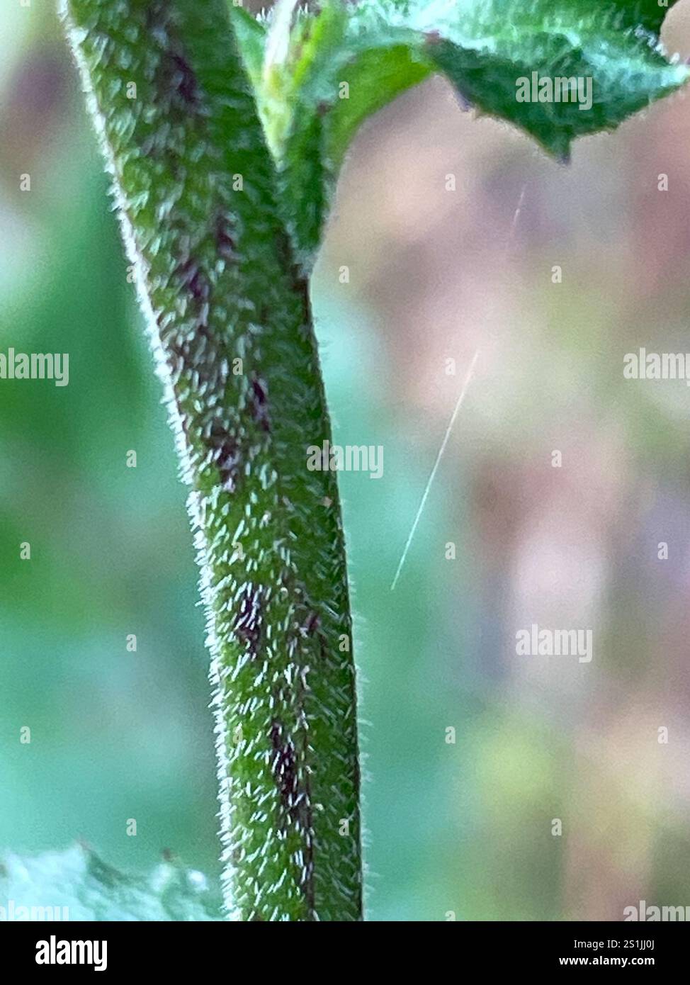 downy lobelia (Lobelia puberula Stock Photo - Alamy
