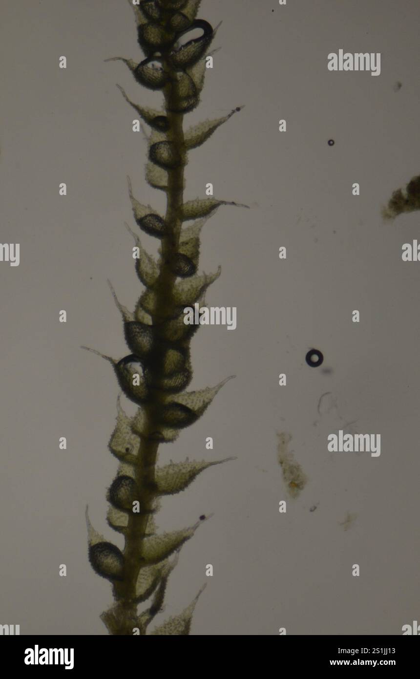 Siberian Myurella Moss (Myurella sibirica Stock Photo - Alamy