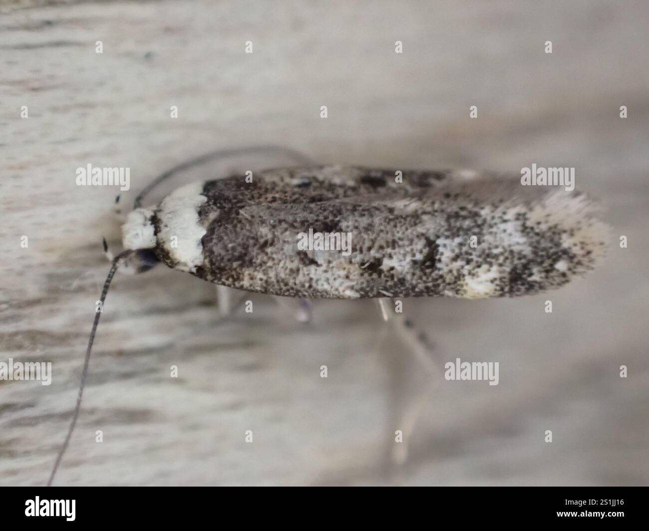 White-shouldered House Moth (Endrosis sarcitrella Stock Photo - Alamy