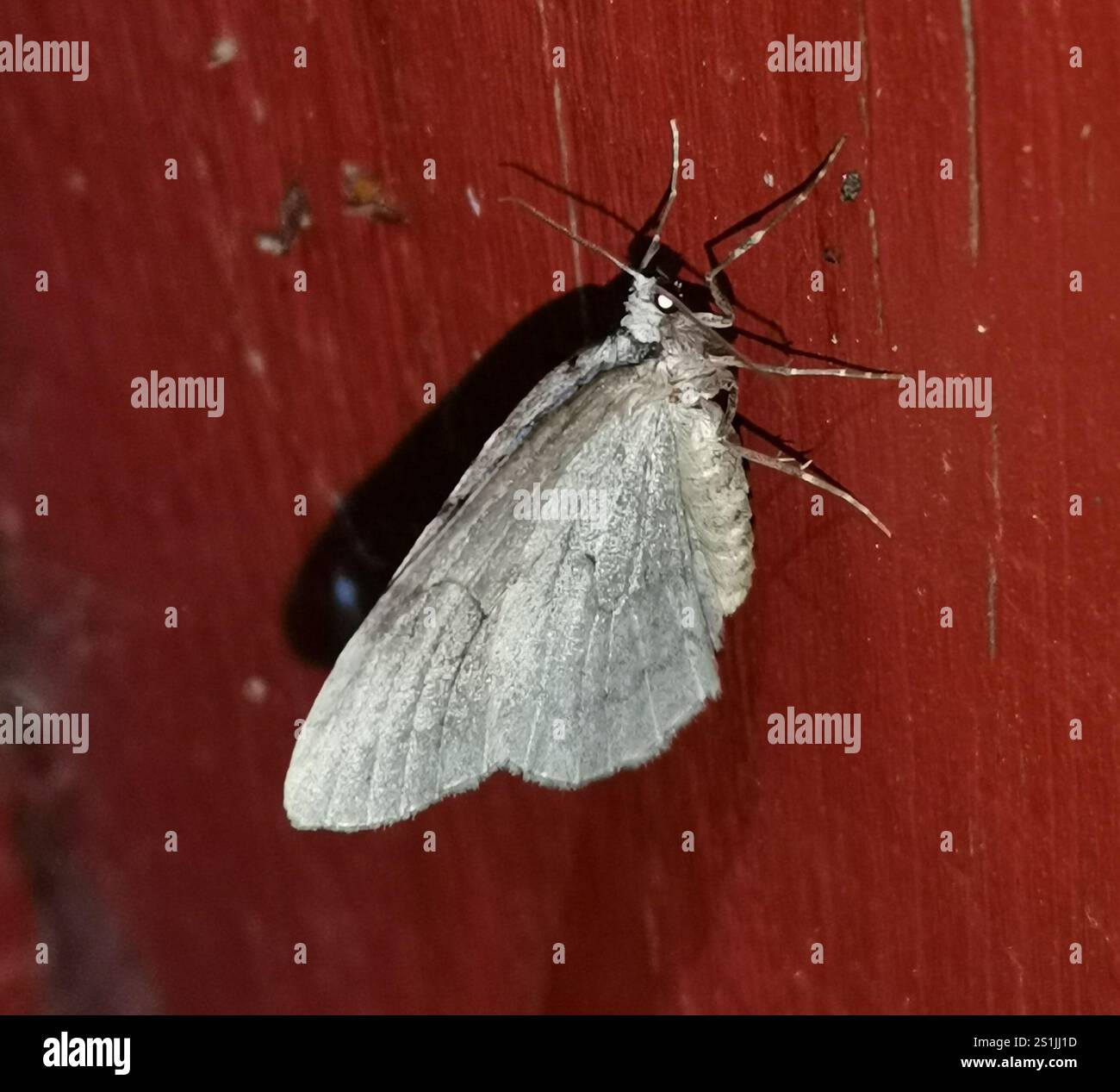 Carpet Moths (Larentiinae Stock Photo - Alamy