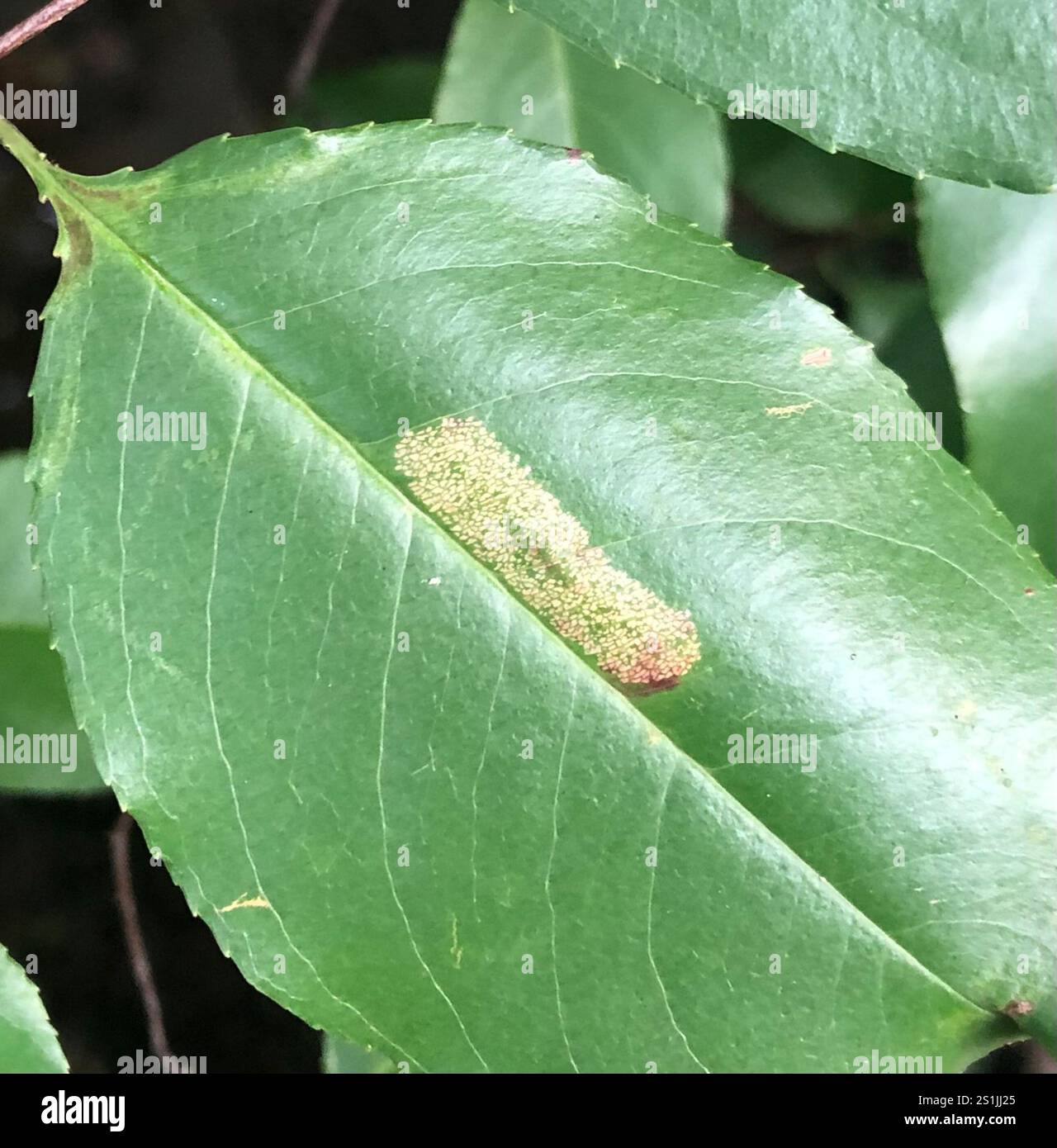 Leaf Blotch Miner Moths (Gracillariidae Stock Photo - Alamy