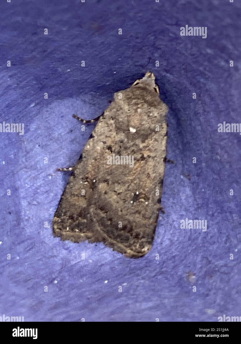 Pale Mottled Willow Moth (Caradrina clavipalpis Stock Photo - Alamy