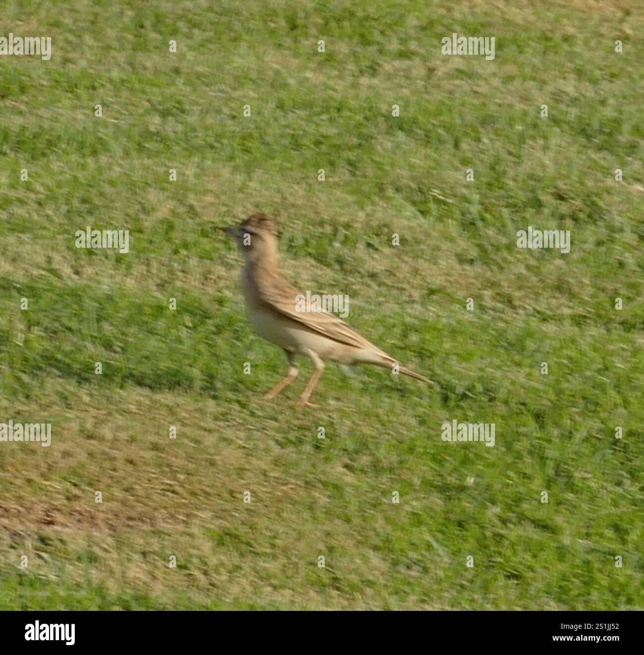 Greater Short-toed Lark (Calandrella brachydactyla Stock Photo - Alamy