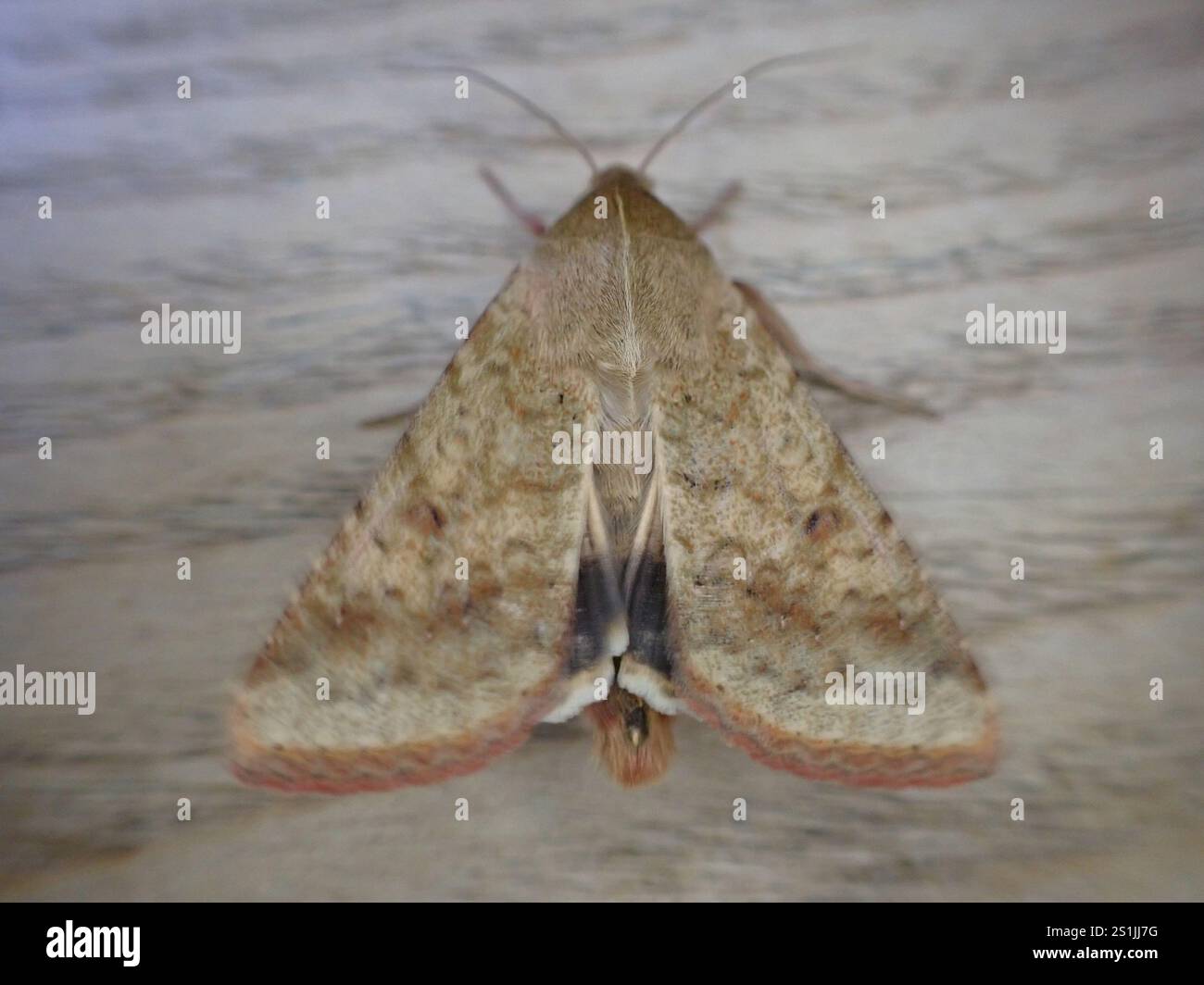 Cotton Bollworm Moth (Helicoverpa armigera Stock Photo - Alamy