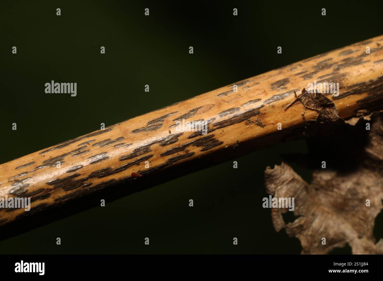 Bracken Map (Rhopographus filicinus Stock Photo - Alamy