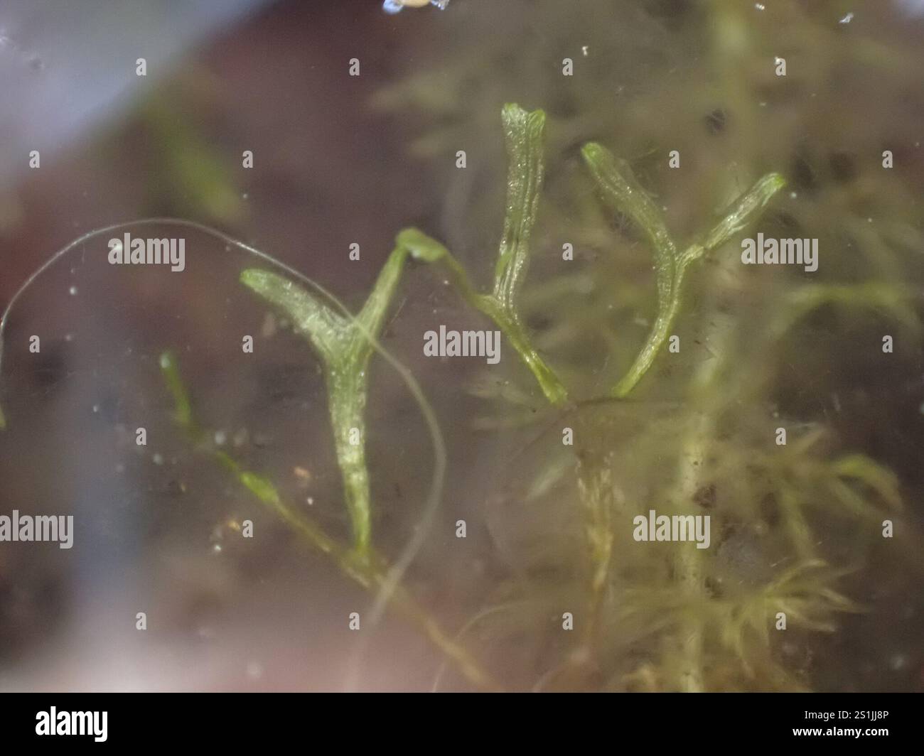 Floating Crystalwort (Riccia fluitans Stock Photo - Alamy