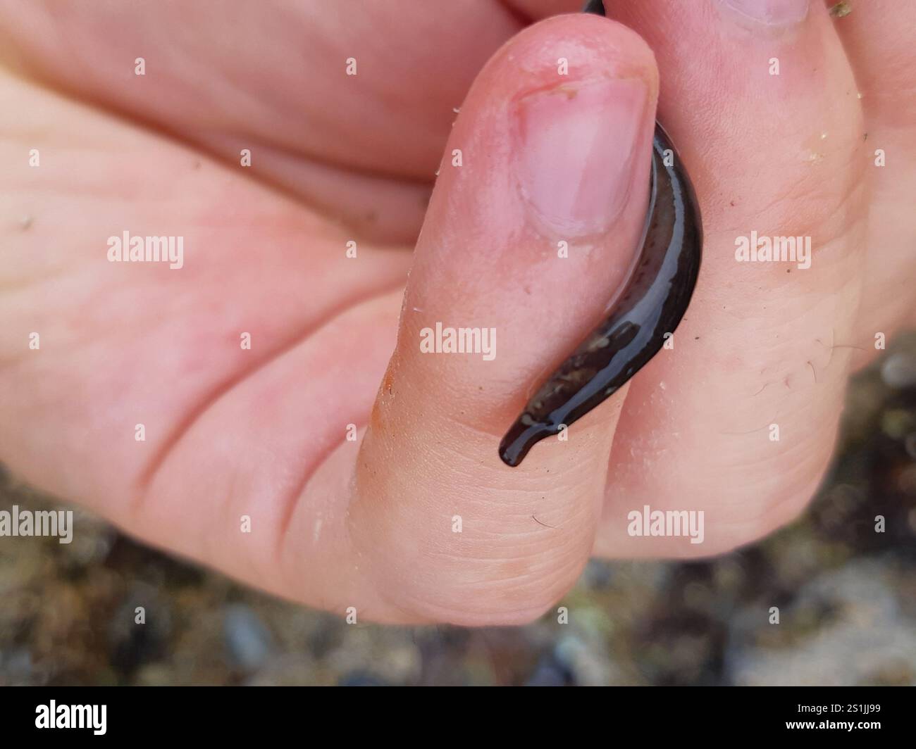 Worm Pipefish (Nerophis lumbriciformis Stock Photo - Alamy