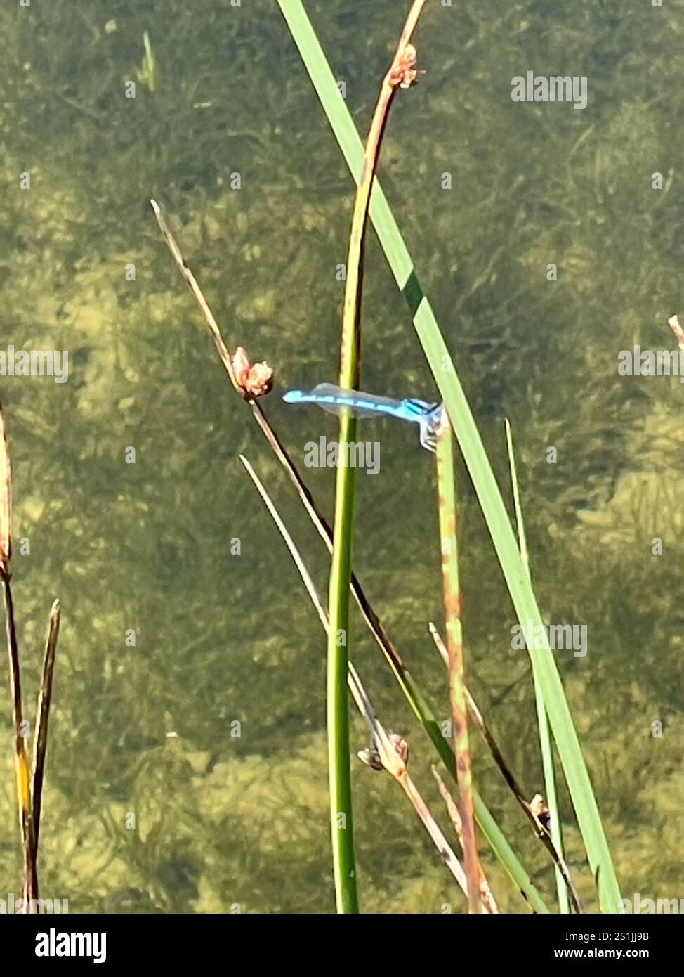 Narrow-winged Damselflies (Coenagrionidae Stock Photo - Alamy