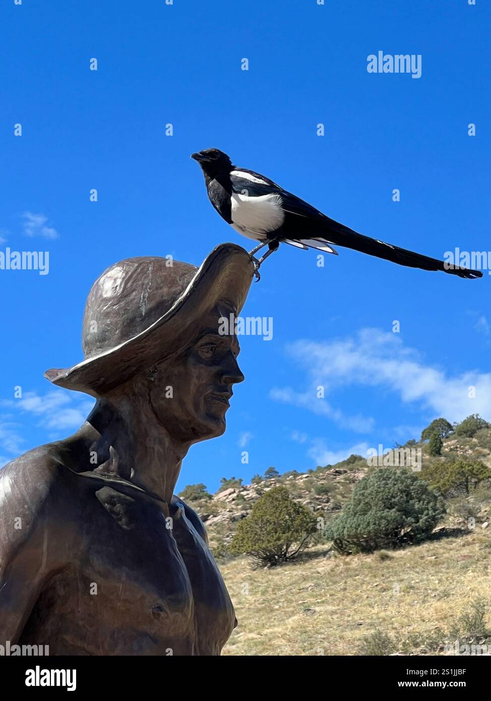 Black-billed Magpie (Pica hudsonia Stock Photo - Alamy