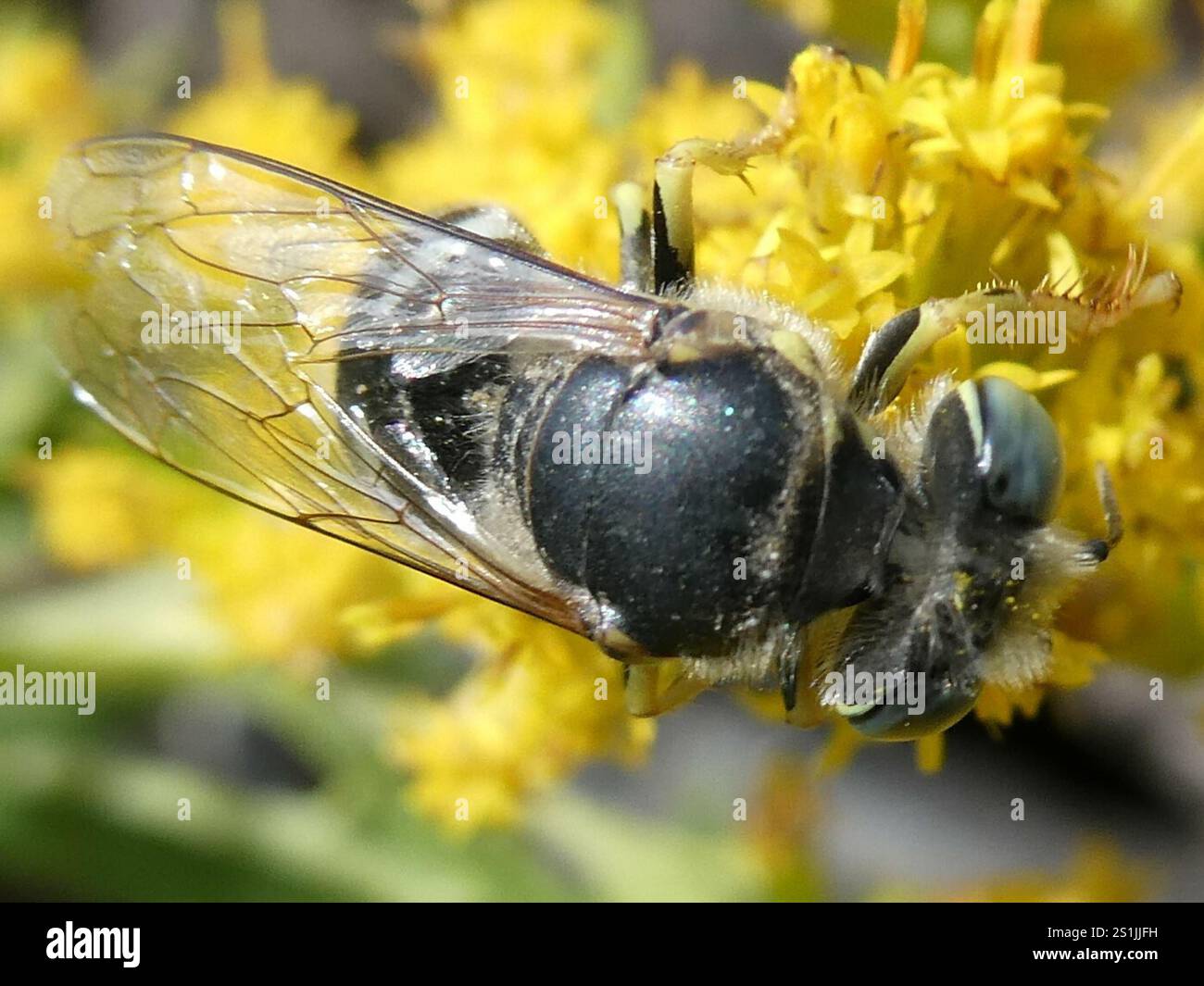 American Sand Wasp (Bembix americana Stock Photo - Alamy