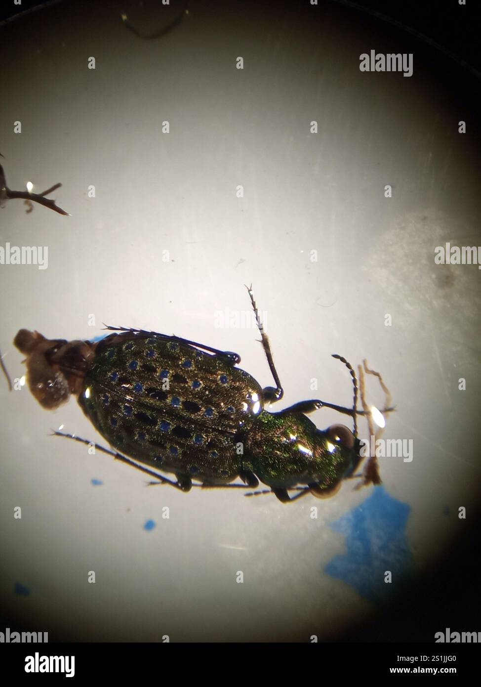 Marsh ground beetles hi-res stock photography and images - Alamy