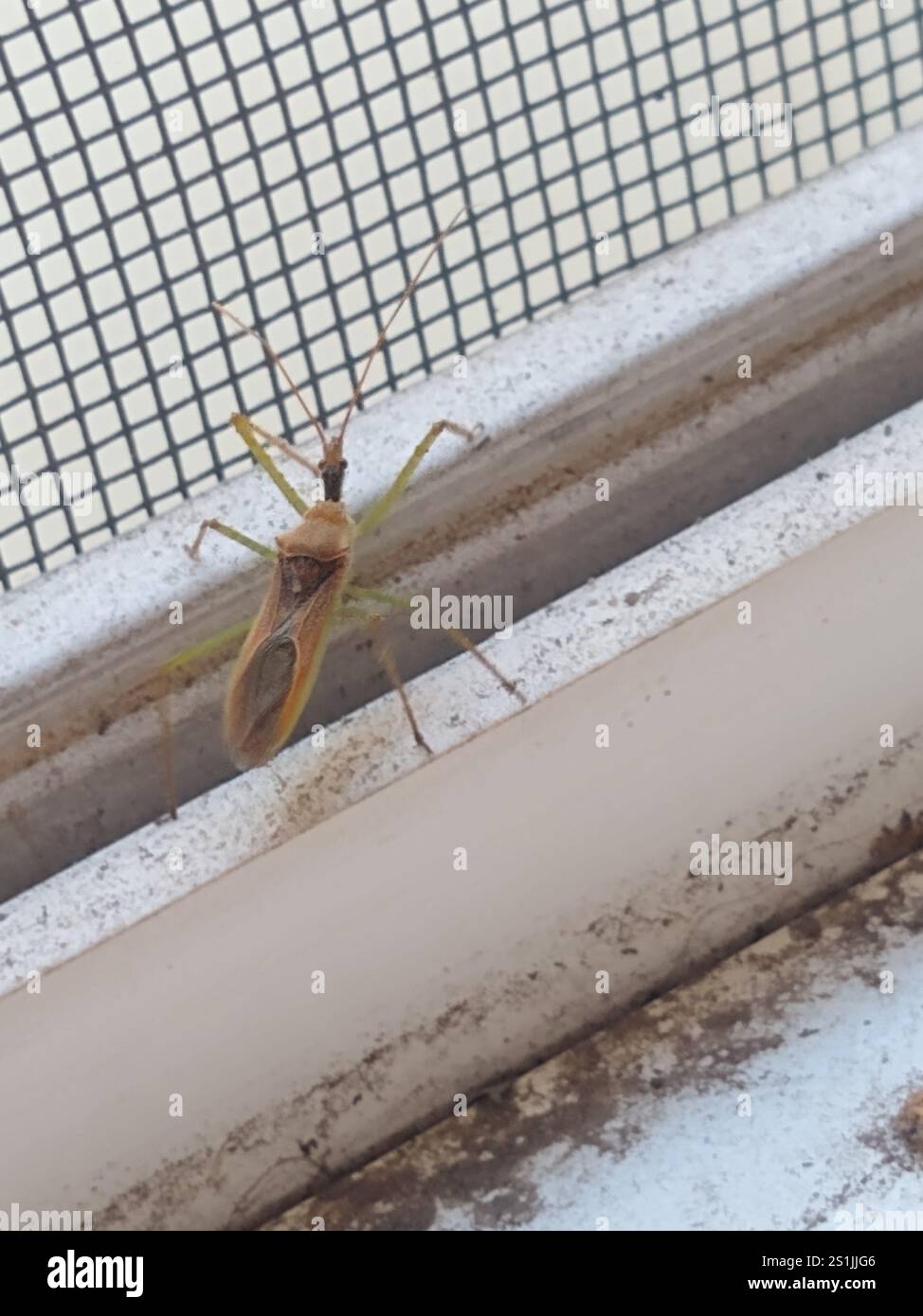 Leafhopper Assassin Bug (Zelus renardii Stock Photo - Alamy