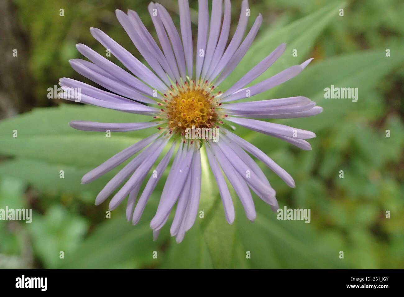 swamp aster (Symphyotrichum puniceum Stock Photo - Alamy