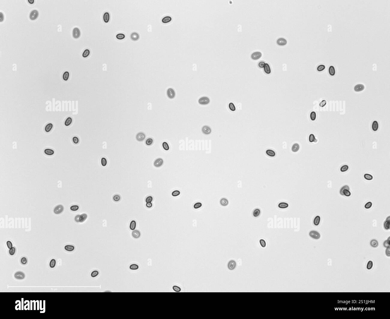 Pale Brittlestem (Candolleomyces candolleanus Stock Photo - Alamy