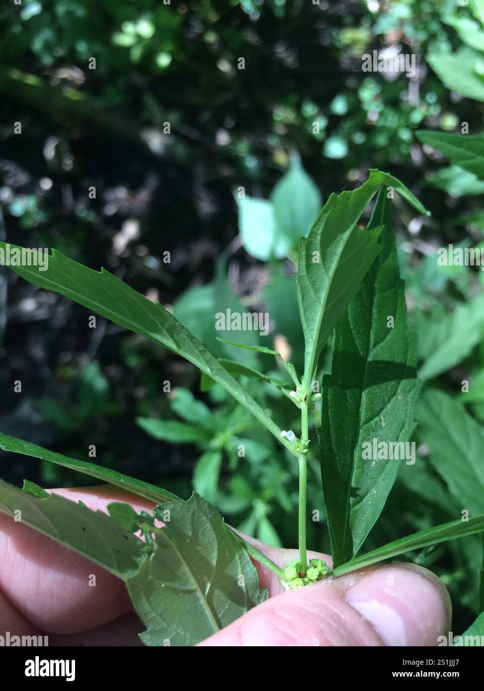 northern bugleweed (Lycopus uniflorus Stock Photo - Alamy