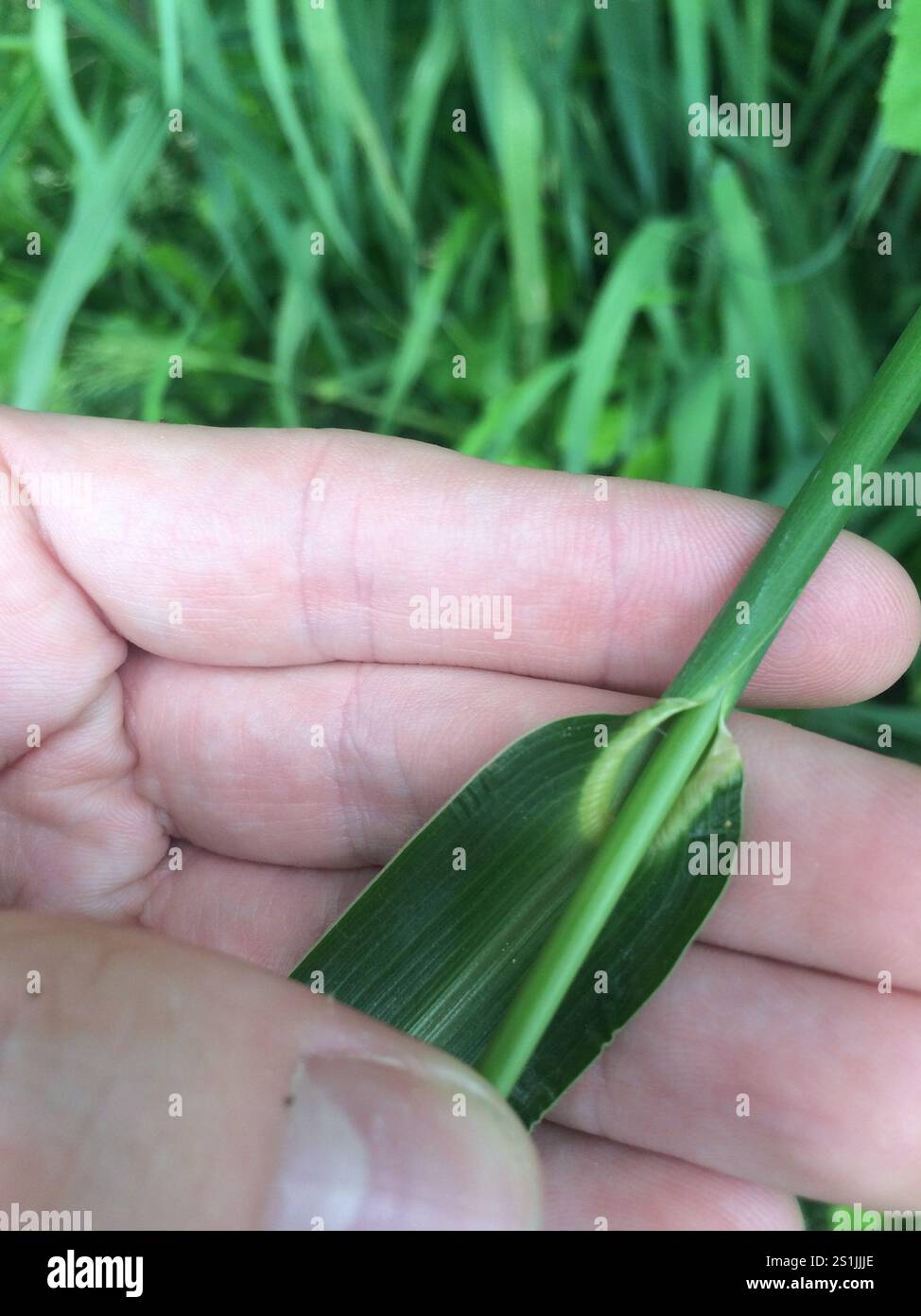spiny barnyard grass (Echinochloa muricata muricata Stock Photo - Alamy