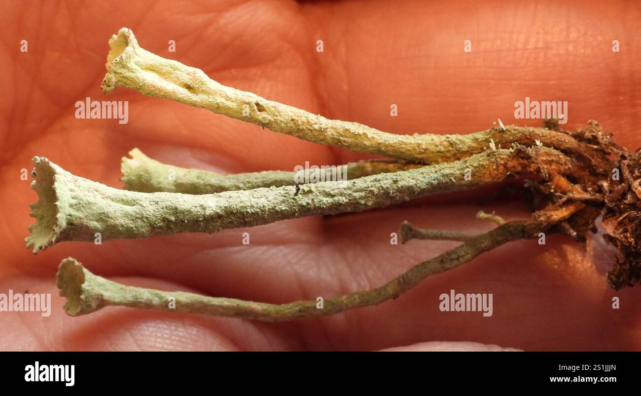 Lesser Sulphur-cup Lichen (Cladonia deformis Stock Photo - Alamy