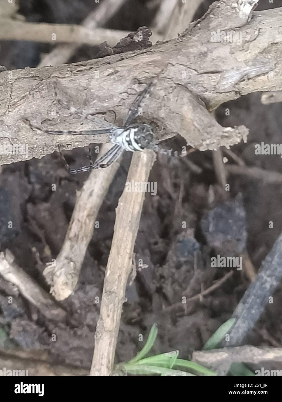 Saint Andrew's Cross Spider (Argiope keyserlingi Stock Photo - Alamy