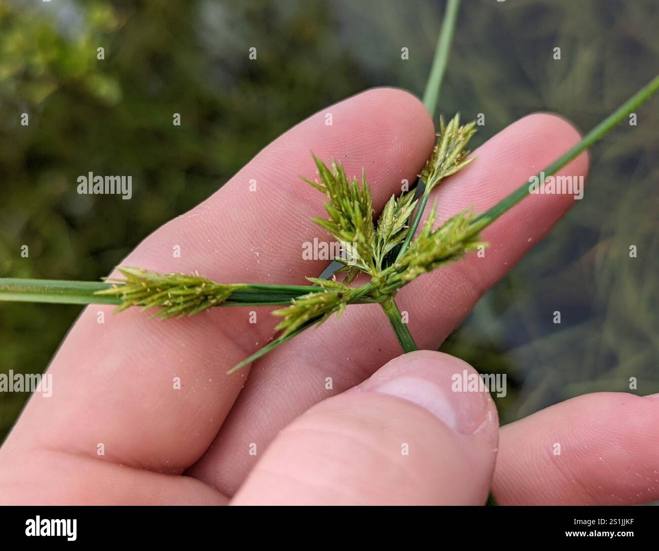 Bunchy flat-sedge (Cyperus polystachyos Stock Photo - Alamy