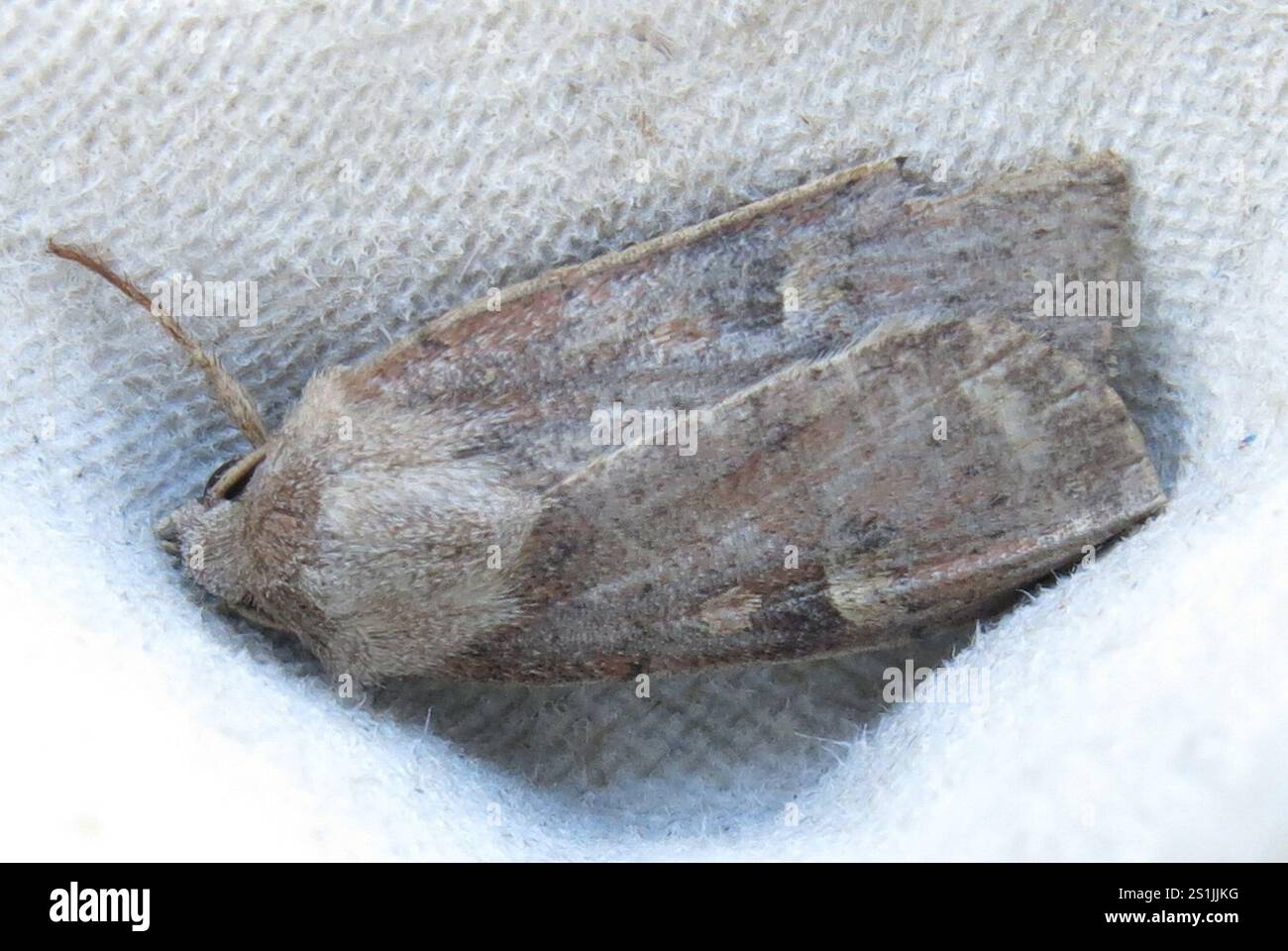 Square-spot Rustic (Xestia xanthographa Stock Photo - Alamy