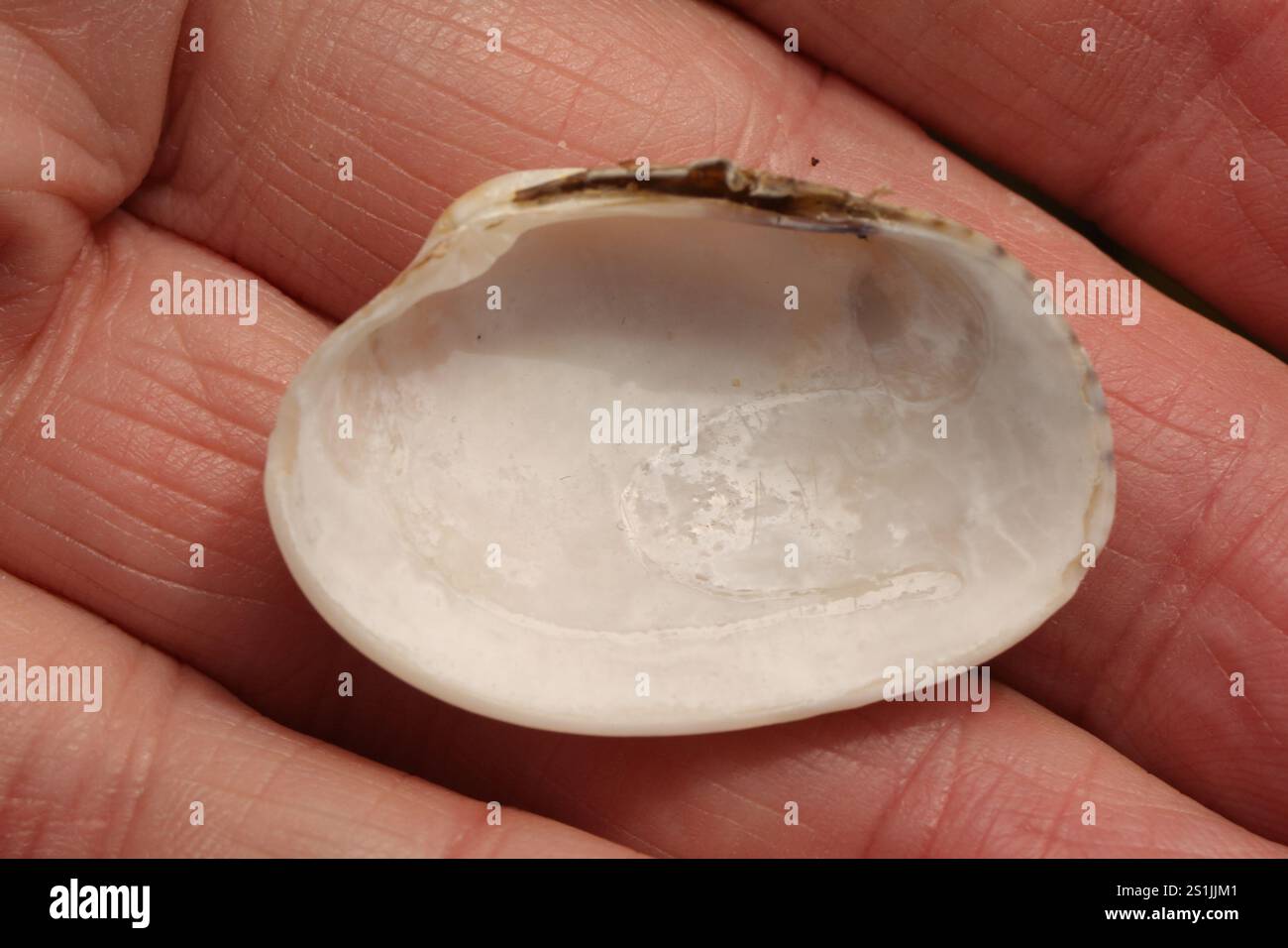 Pullet Carpet Shell (Venerupis corrugata Stock Photo - Alamy