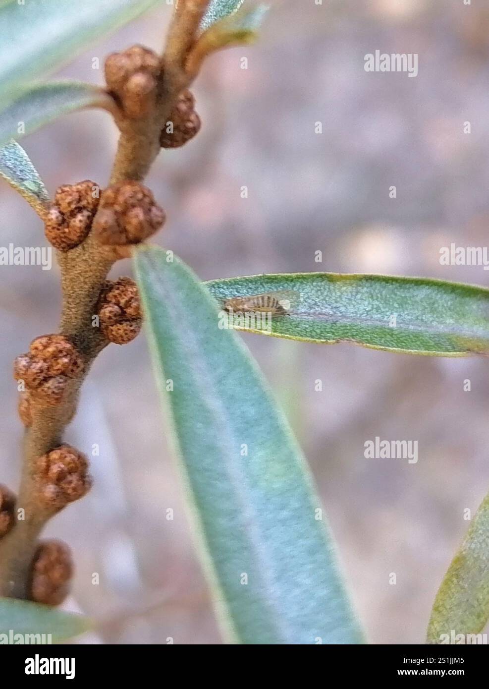 jumping plant lice (Psyllidae Stock Photo - Alamy
