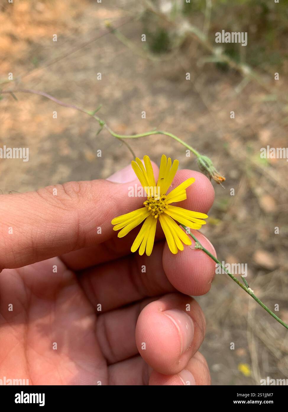 Common Madia (Madia elegans Stock Photo - Alamy
