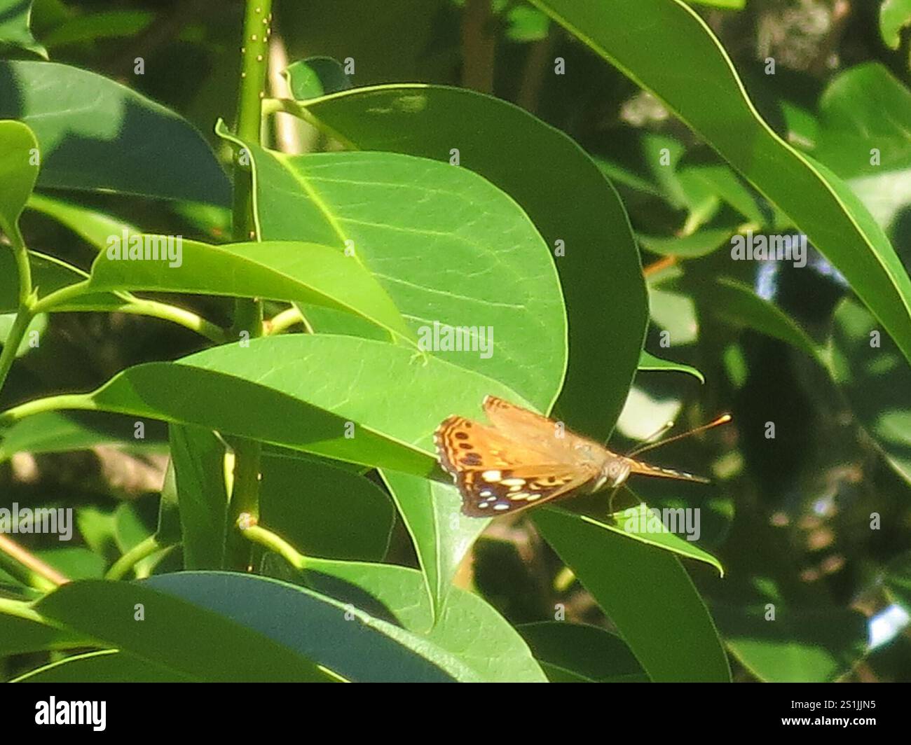 Hackberry Emperor (Asterocampa celtis Stock Photo - Alamy