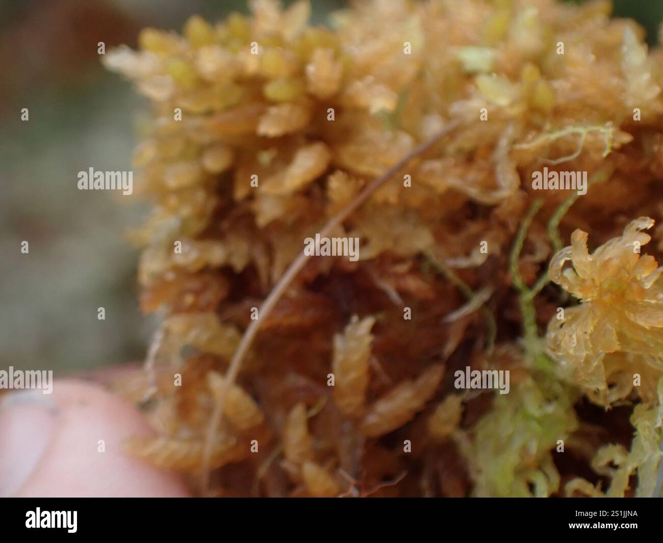 Papillose Peatmoss (Sphagnum papillosum Stock Photo - Alamy