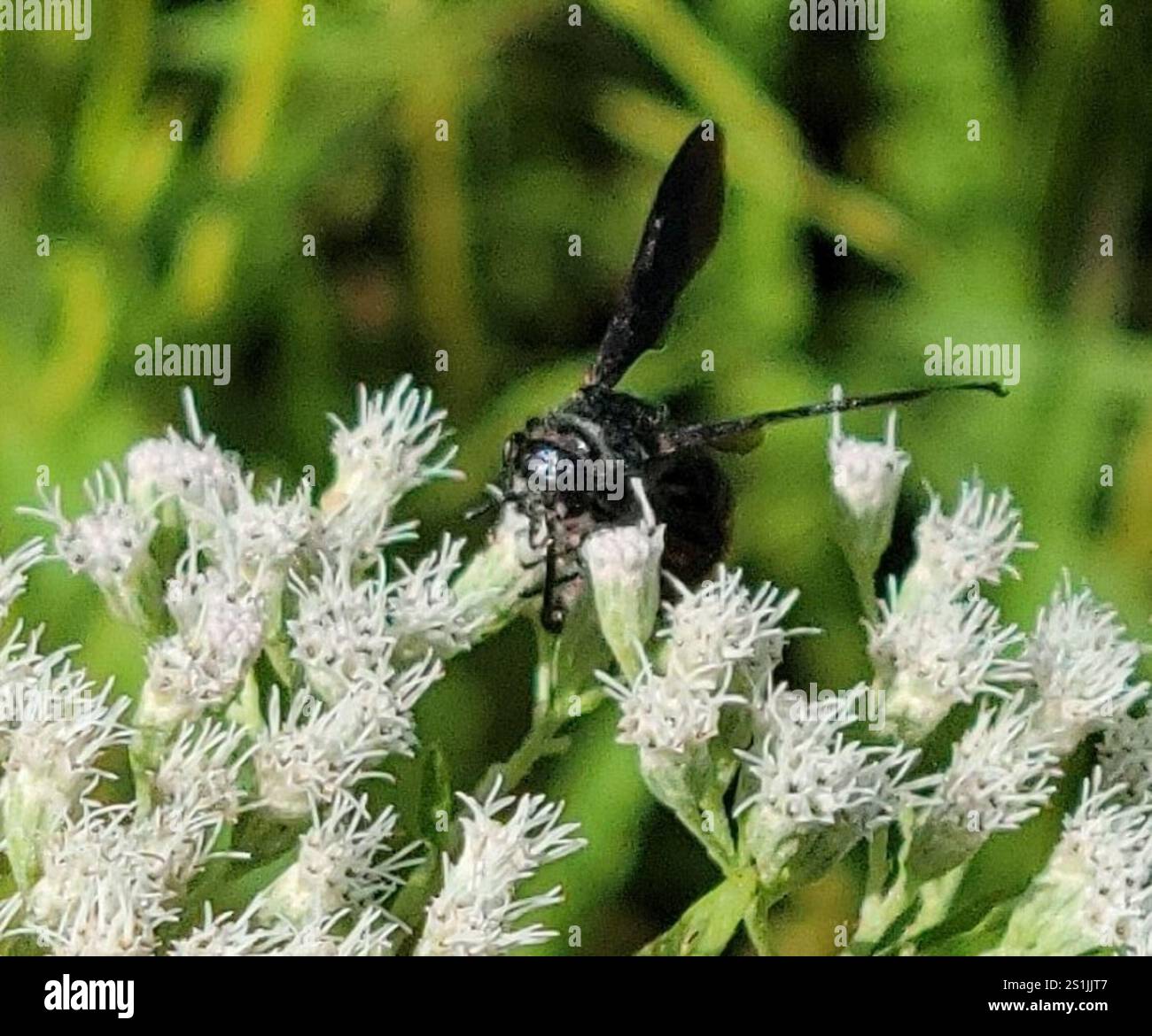 Two-spotted Scoliid Wasp (Scolia dubia dubia Stock Photo - Alamy