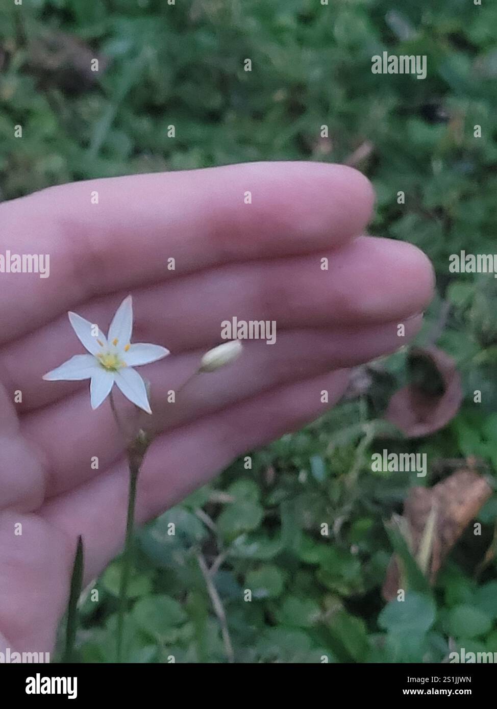 crowpoison (Nothoscordum bivalve Stock Photo - Alamy