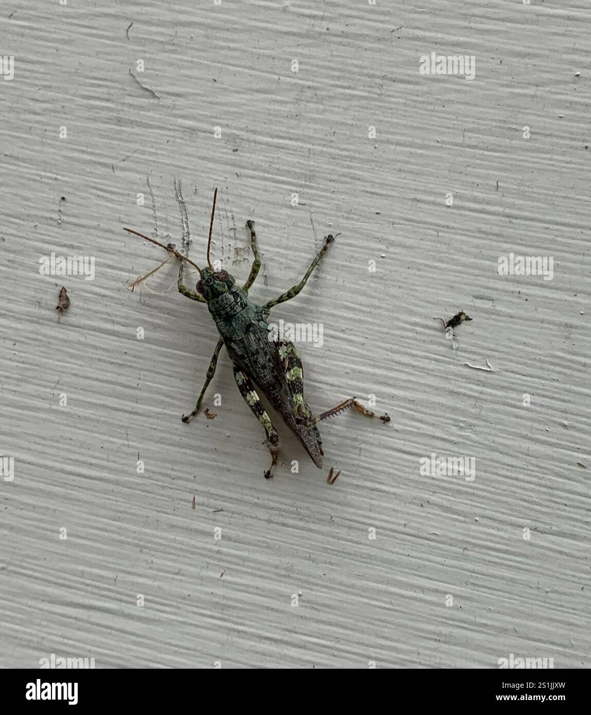 Pine tree Spur-throat Grasshopper (Melanoplus punctulatus Stock Photo ...