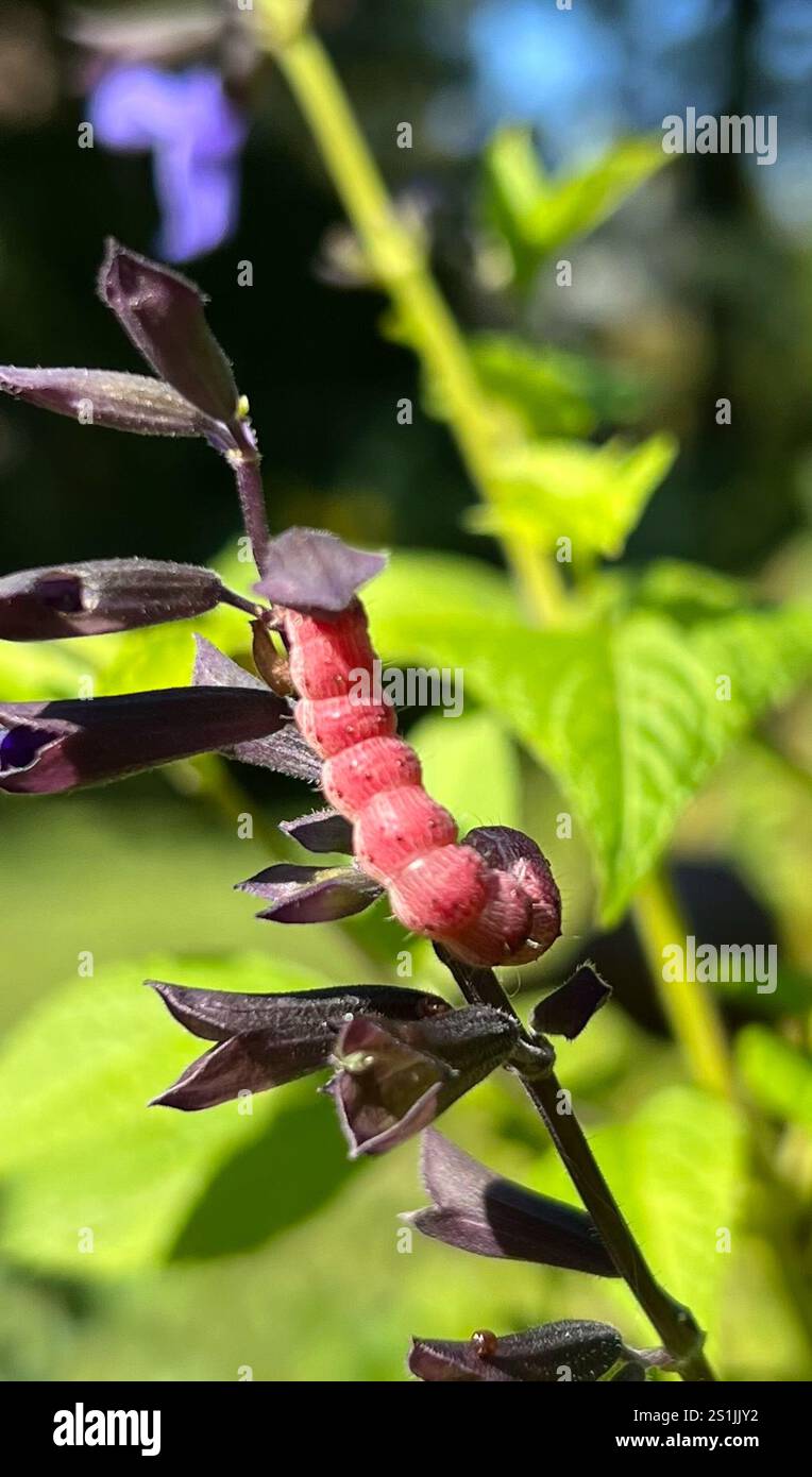 Tobacco Budworm Moth (Chloridea virescens Stock Photo - Alamy