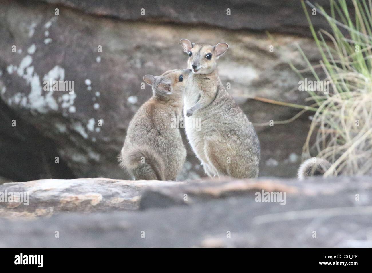 Monjon hi-res stock photography and images - Alamy