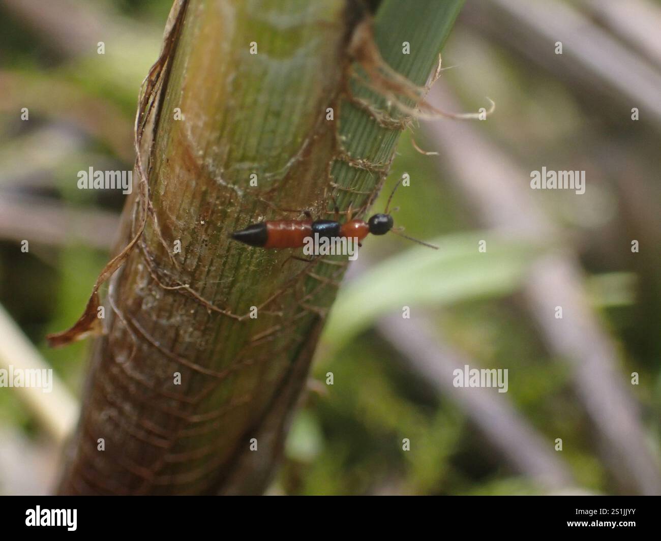 Whiplash Beetles (Paederus Stock Photo - Alamy