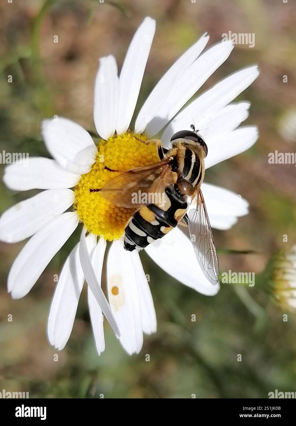 Sun Fly (Helophilus pendulus Stock Photo - Alamy