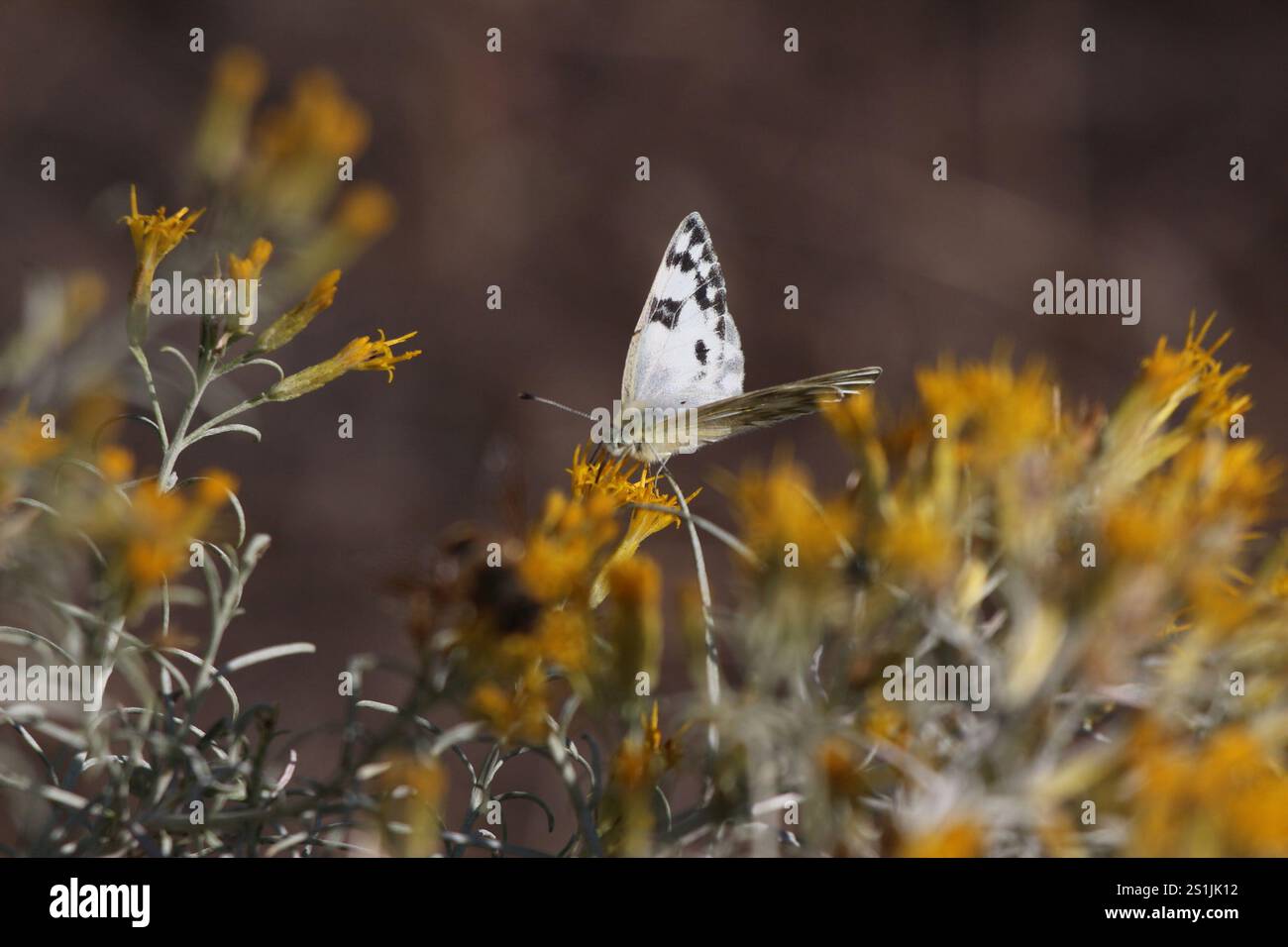 Becker's White (Pontia beckerii Stock Photo - Alamy
