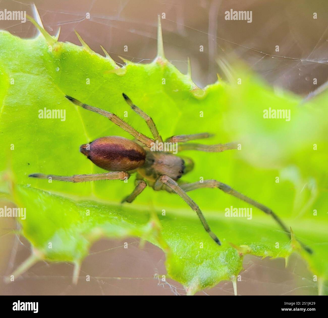 Two-Clawed Hunting Spider (Cheiracanthium erraticum Stock Photo - Alamy