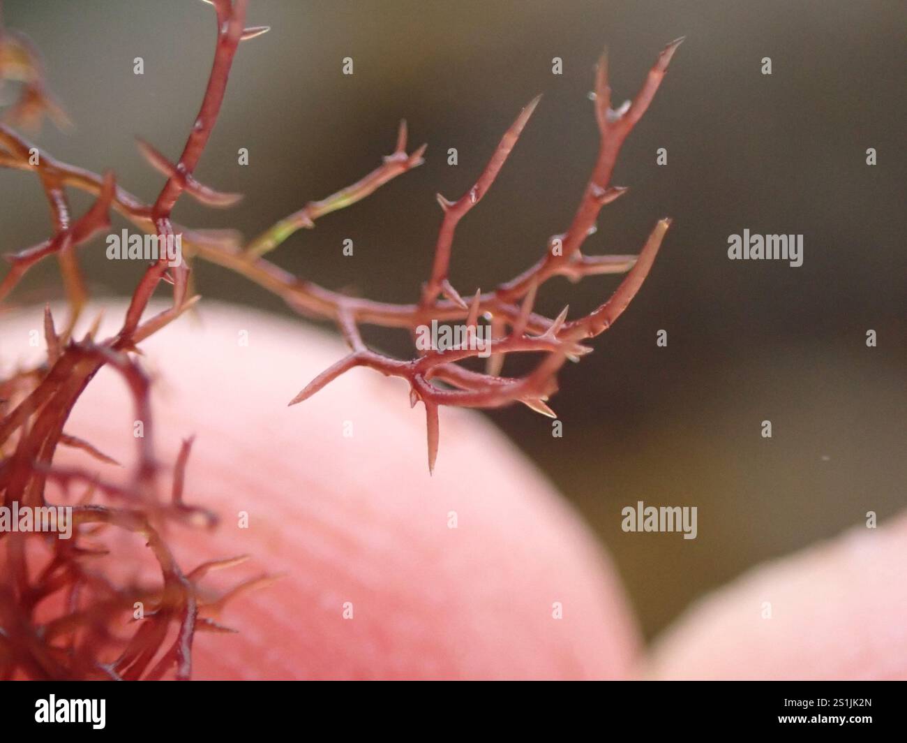 red algae (Rhodophyta Stock Photo - Alamy