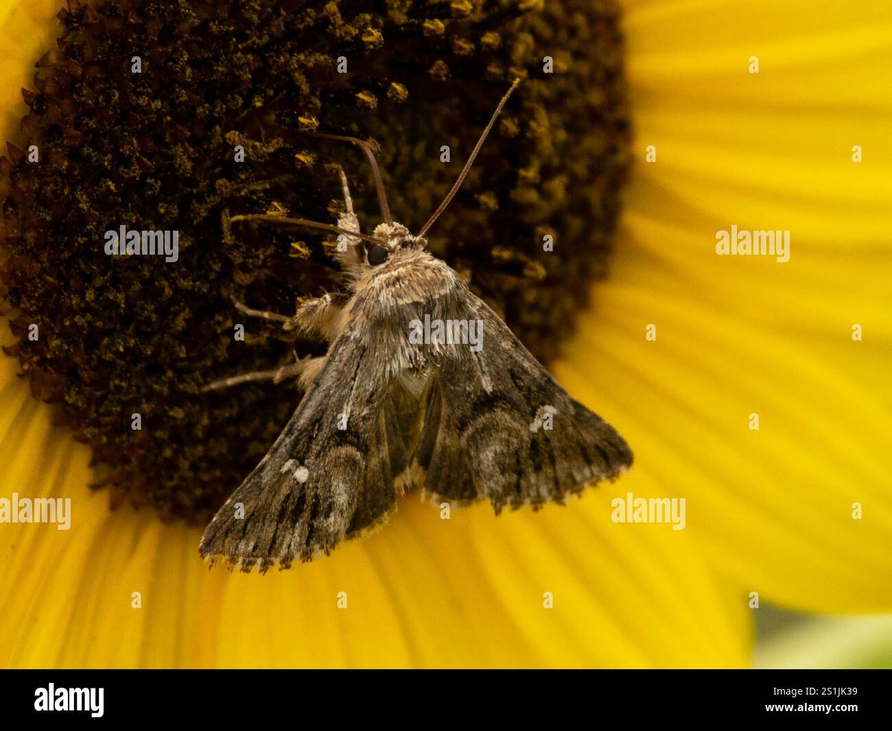Toadflax brocade moth hi-res stock photography and images - Alamy