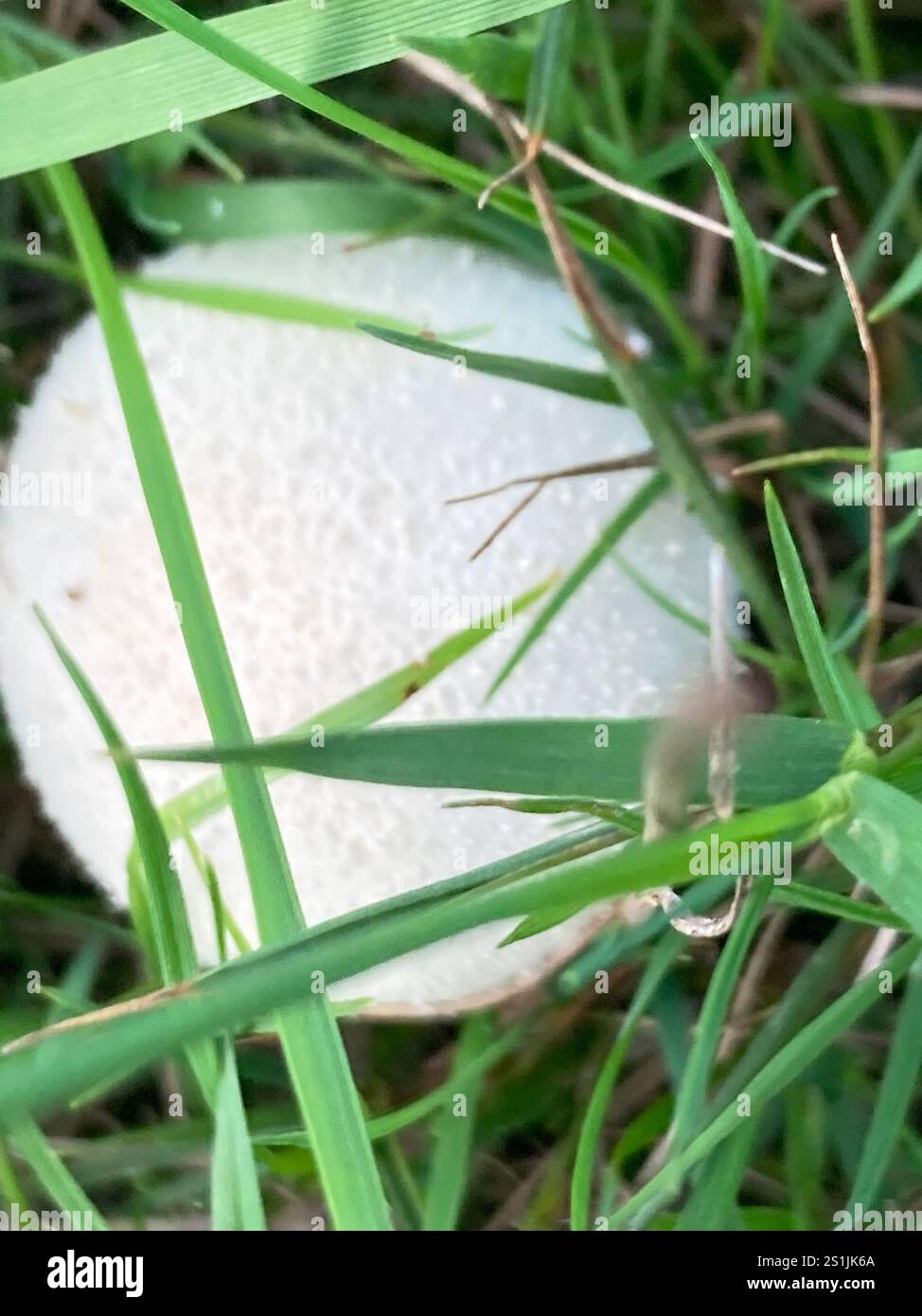 Meadow Puffball (Lycoperdon pratense Stock Photo - Alamy