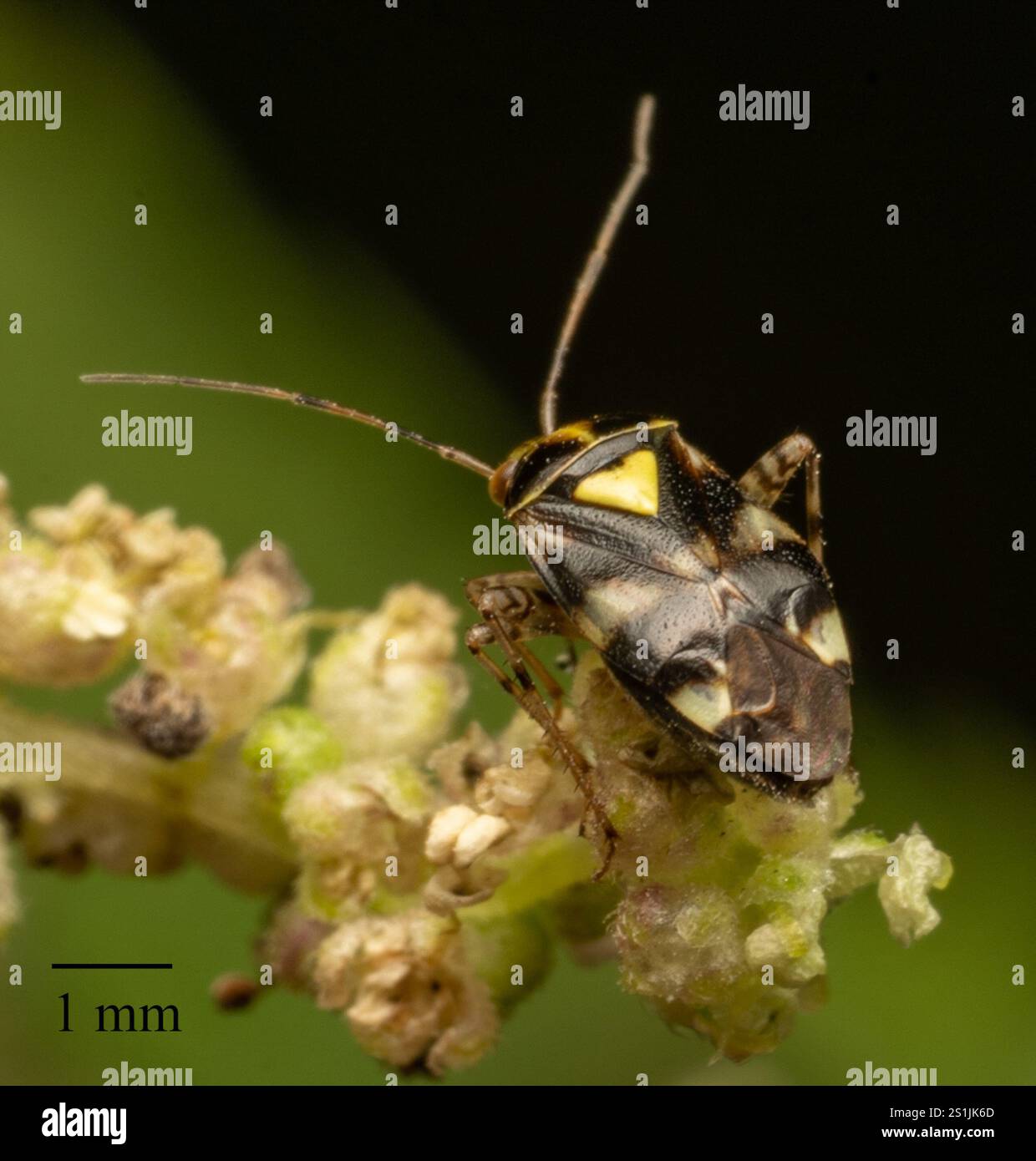 Three Spotted Nettle Bug (Liocoris tripustulatus Stock Photo - Alamy