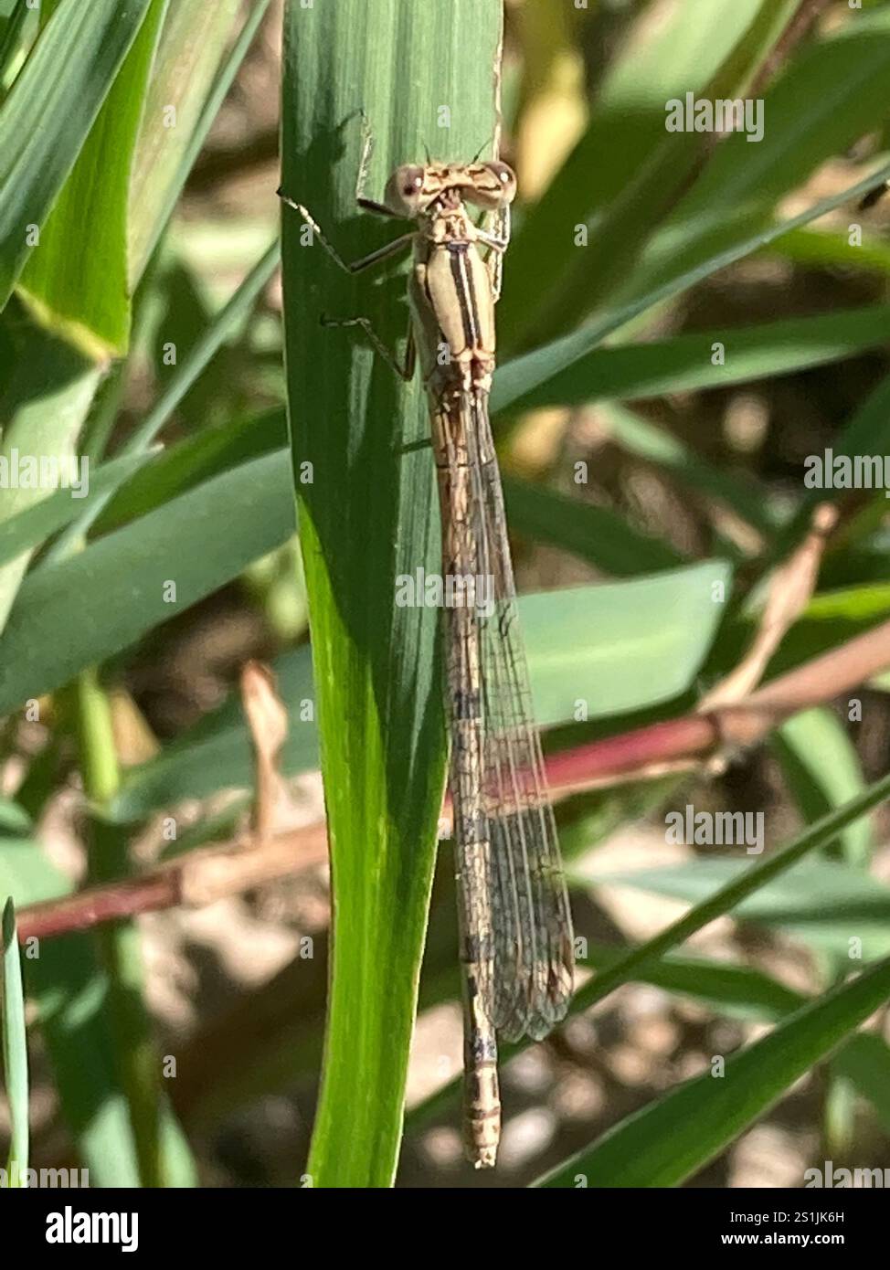 Aztec Dancer (Argia nahuana Stock Photo - Alamy