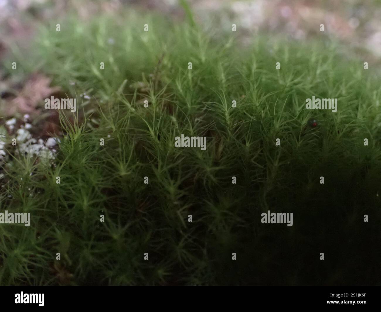 Common Apple-moss (Bartramia pomiformis Stock Photo - Alamy